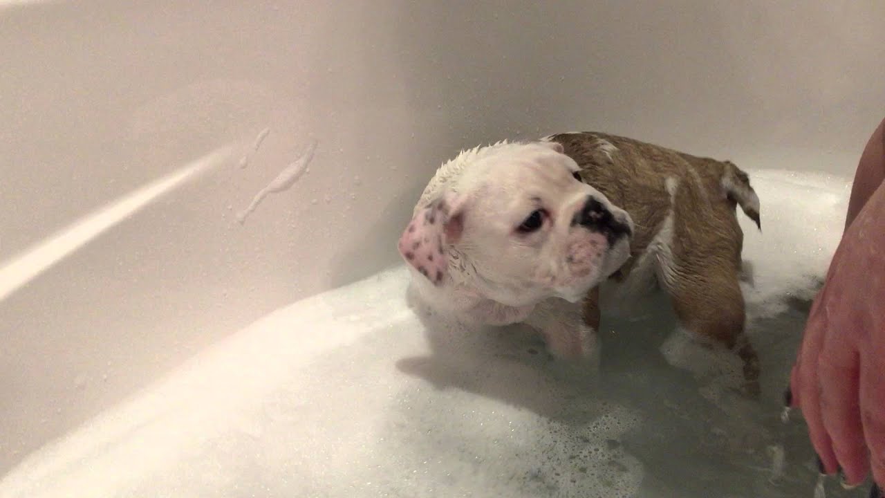 Emi the English Bulldog puppy has a bath - YouTube