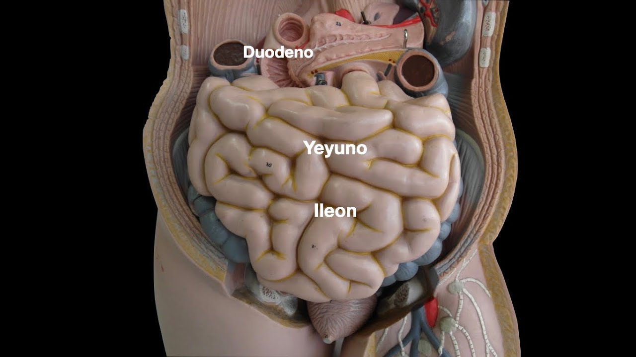 Anatomía Del Intestino