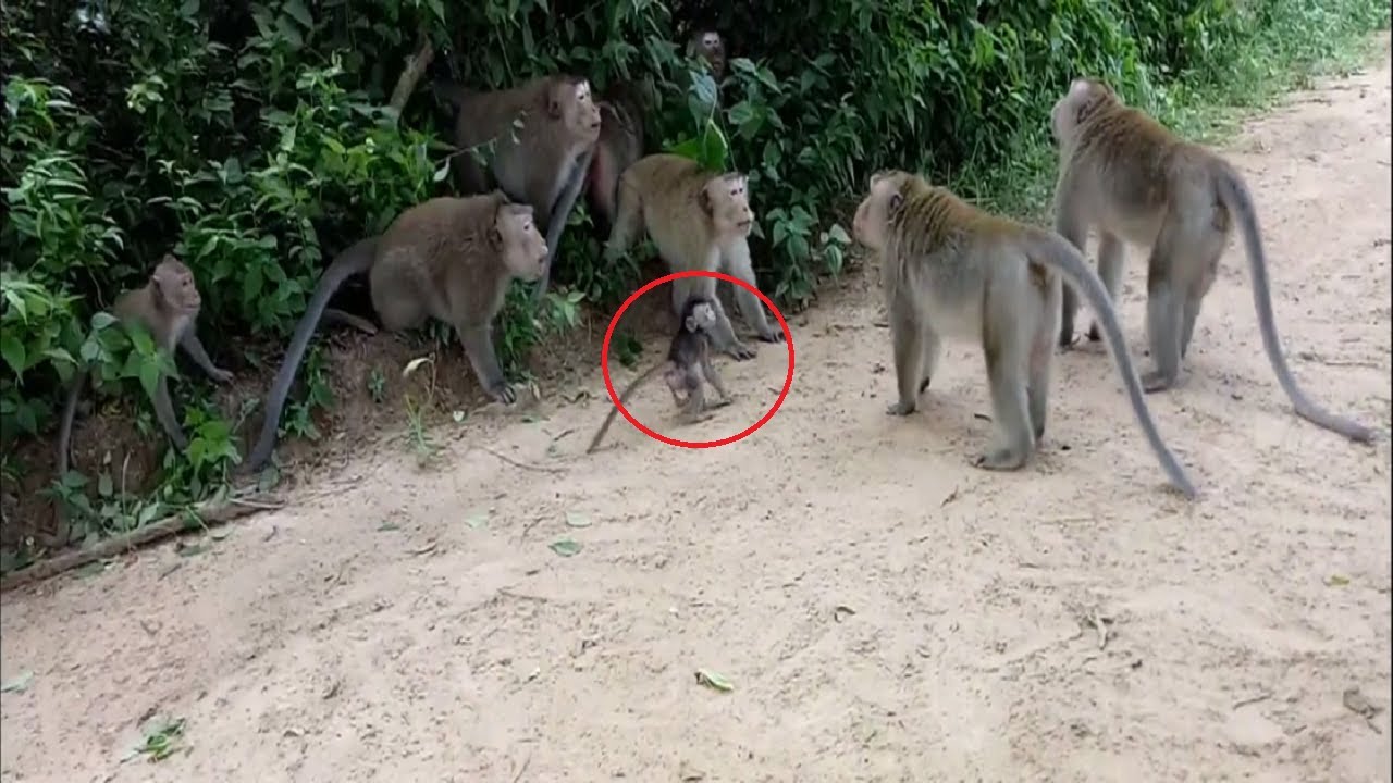 WOW ! Monkeys Two Group Fighting Cos The Power ST414 Mono Monkey - YouTube