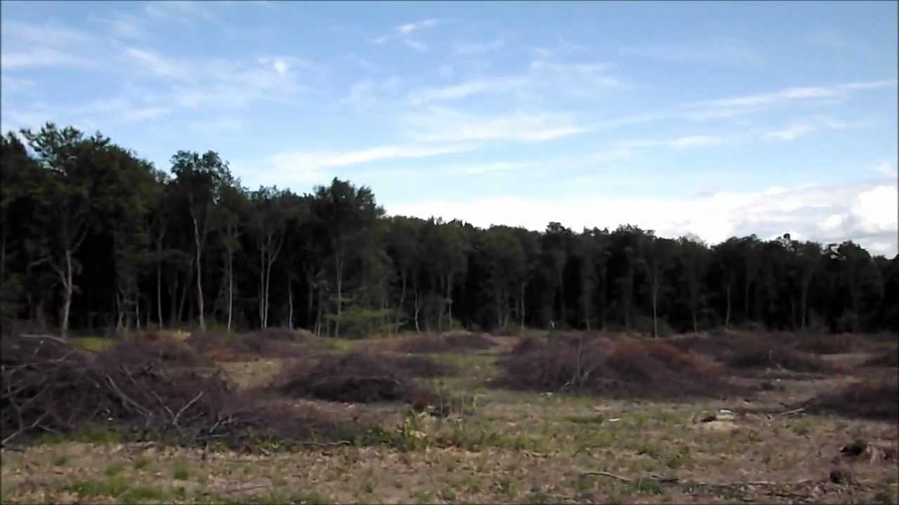 Defrisare in Padurea Betfia Bihor - YouTube