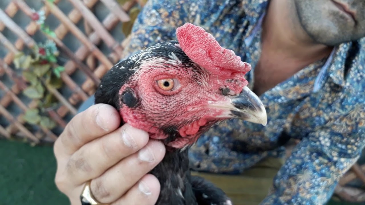 imported thai murga or murgi ka jora. aseel breeding pair rooster & hen ...