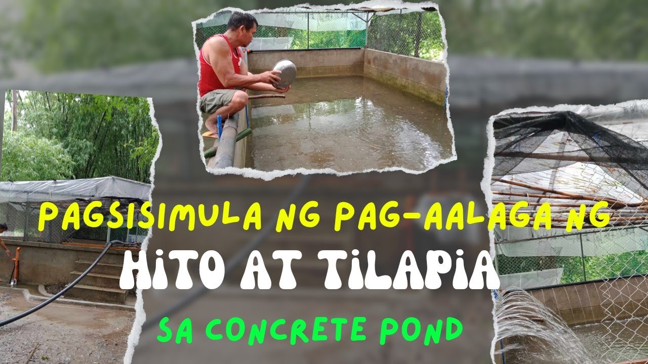 Pagsisimula ng Pag-aalaga ng Hito at Tilapia sa Concrete Pond - YouTube