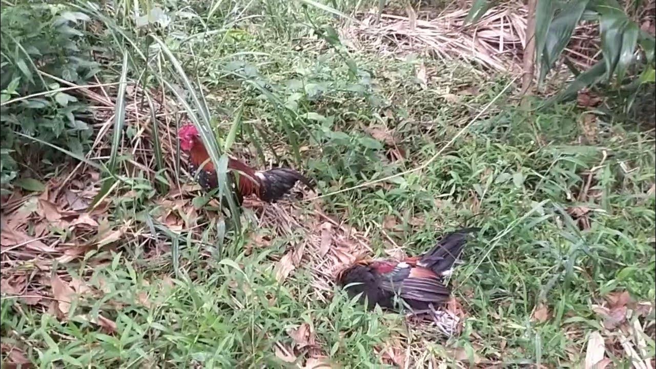 Dib qaib qus sawv ntxov tus thib tsib xyoo 2025 - YouTube