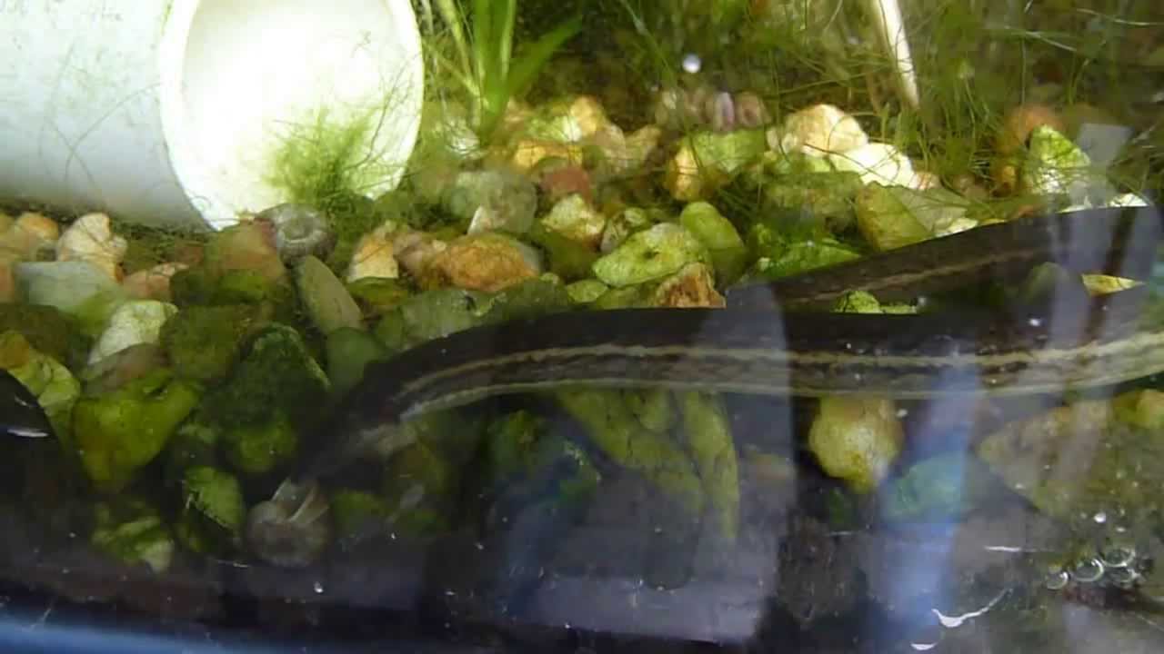 Pseudobranchus striatus - YouTube