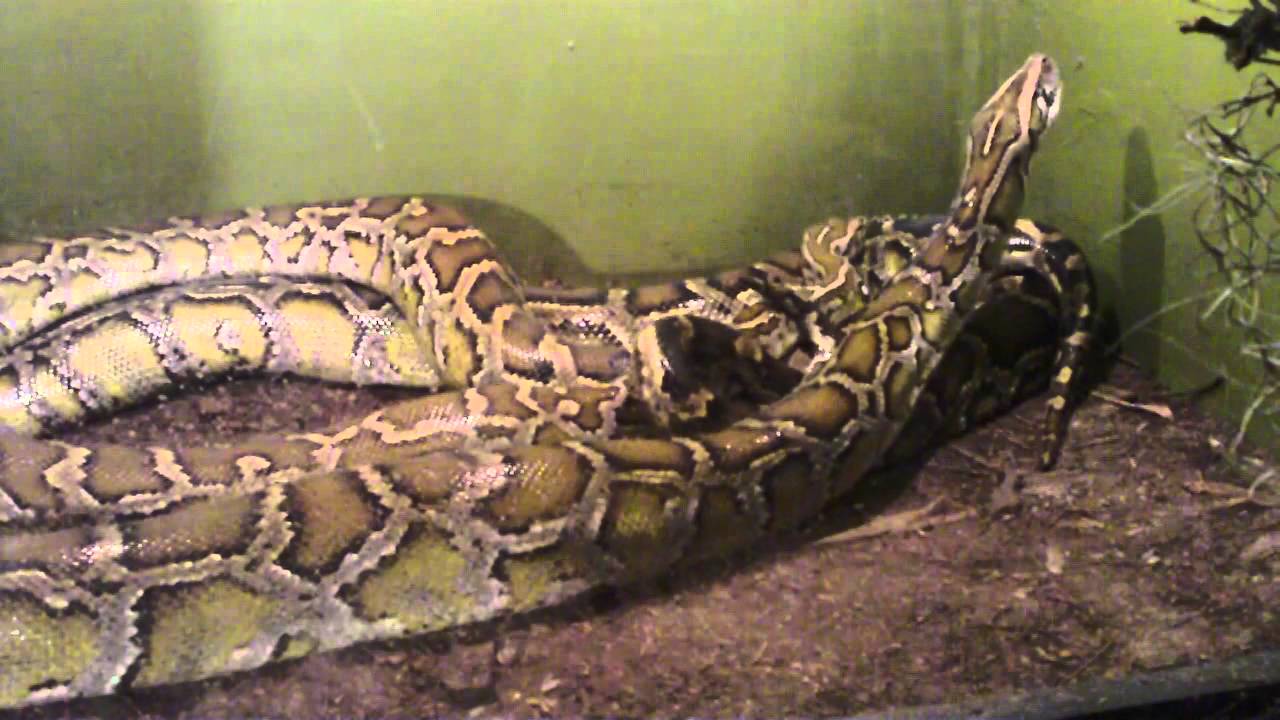 Cortejo De Pitón de la India. Expo Rocha 2011 - YouTube
