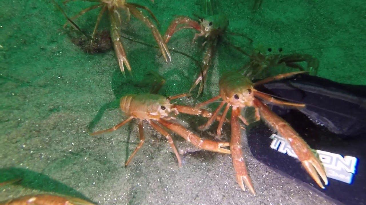 Tuna Crabs are Both Friendly and Creepy || ViralHog - YouTube