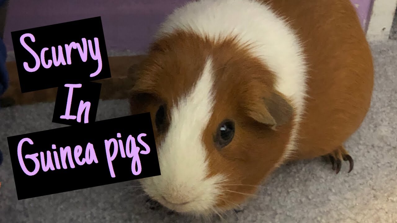 Scurvy in guinea pigs - YouTube