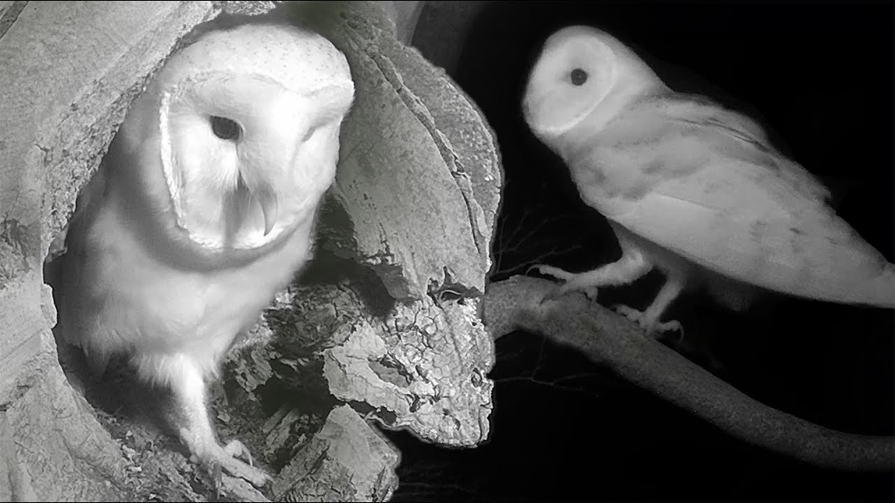 Barn Owl's Love Calls Cause Confusion | Discover Wildlife | Robert E ...