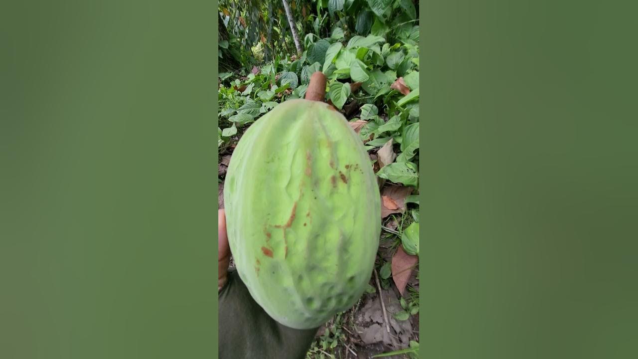 Cacao Amazónico, bacao, mocambo, pataxte, (Theobroma bicolor). Daniel ...