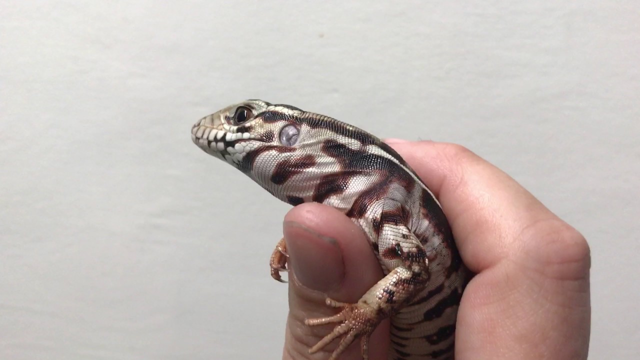 Baby red tegu - YouTube