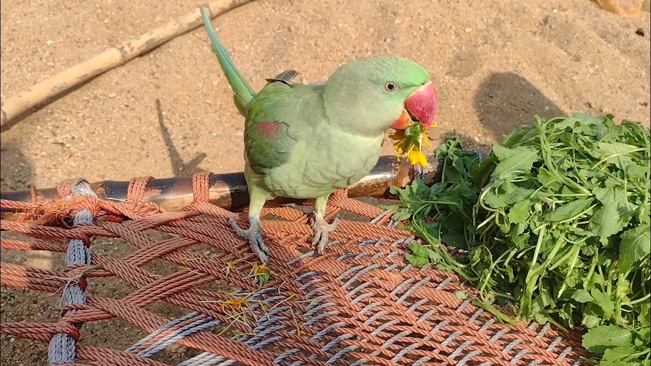 Vegetable Eator Parrot 🦜🤣 - YouTube