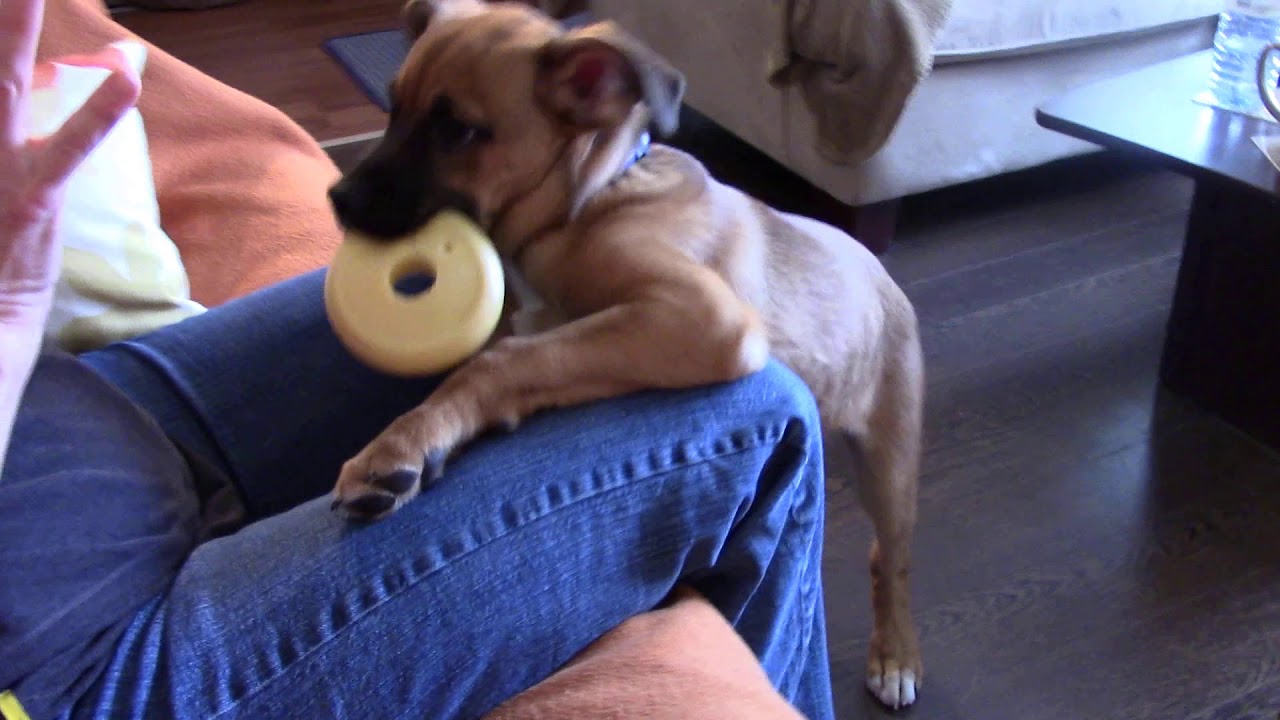 PUPPY IN FULL MODE PLAY :) - YouTube