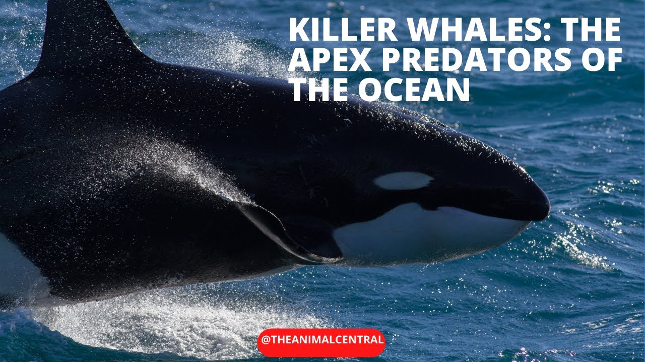 Killer Whales (Orcas): The Apex Predators of the Ocean #ocean # ...