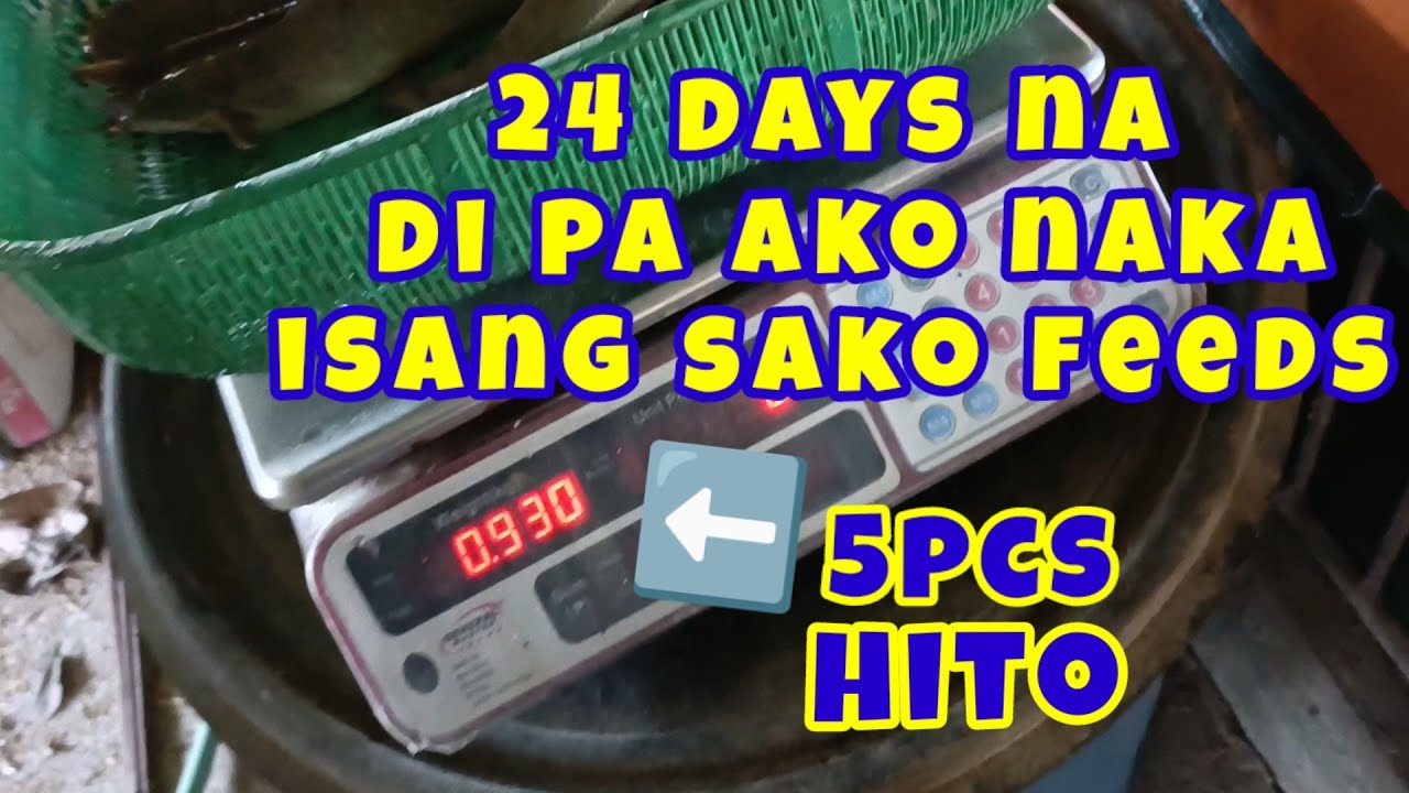 24days na ang hito dipa nakaka isang sako feeds.#trapalpond #hito # ...