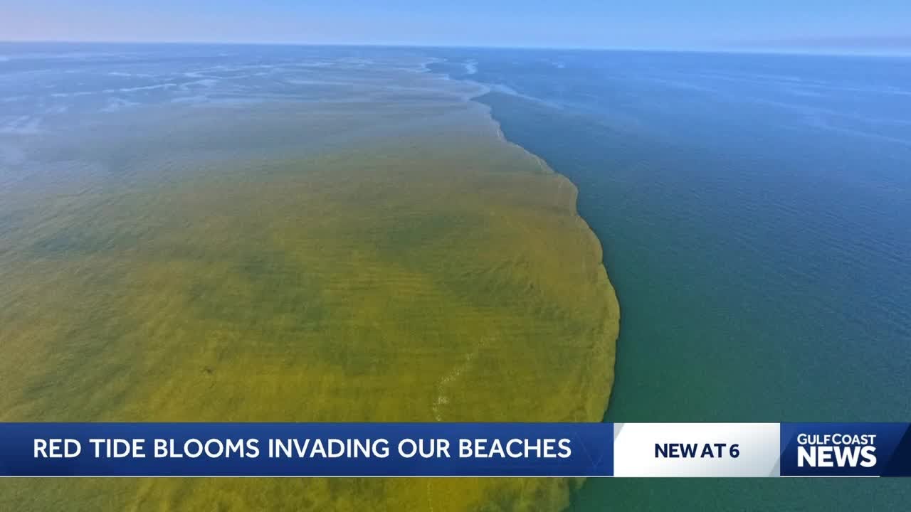 100-plus square mile red tide bloom moves closer to Gulf Coast - YouTube