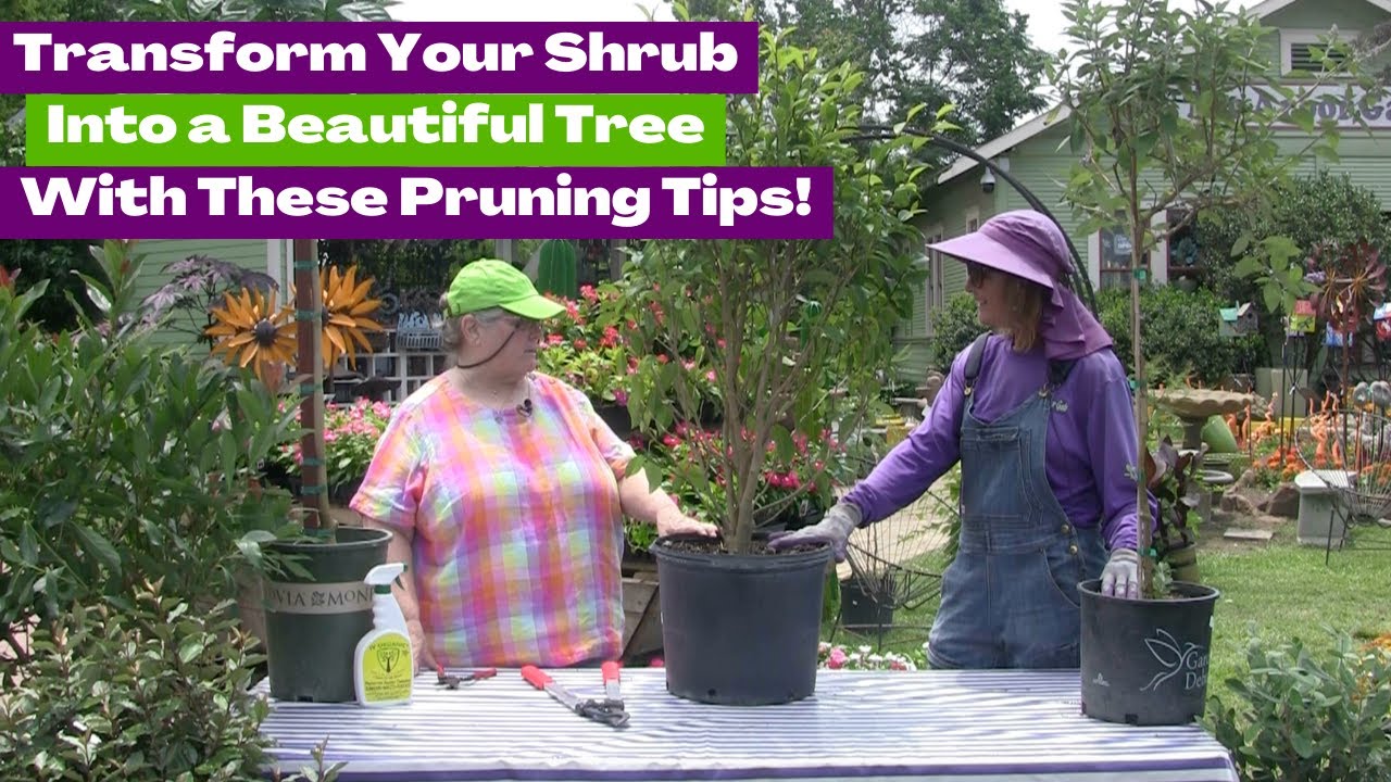 Transform Your Shrub into a Beautiful Tree with These Pruning Tips ...