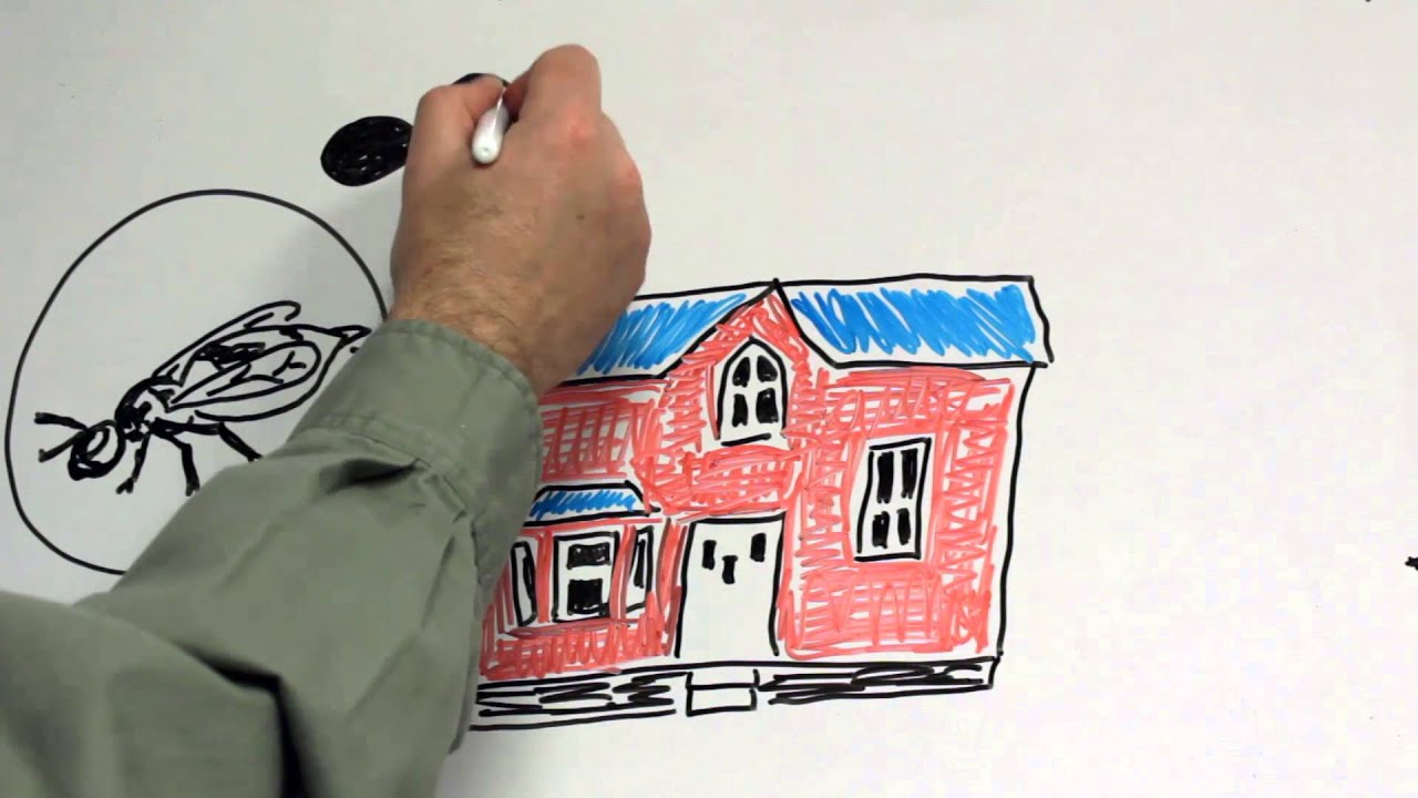 Pisgah Forest NC, Pisgah Pest Control - YouTube