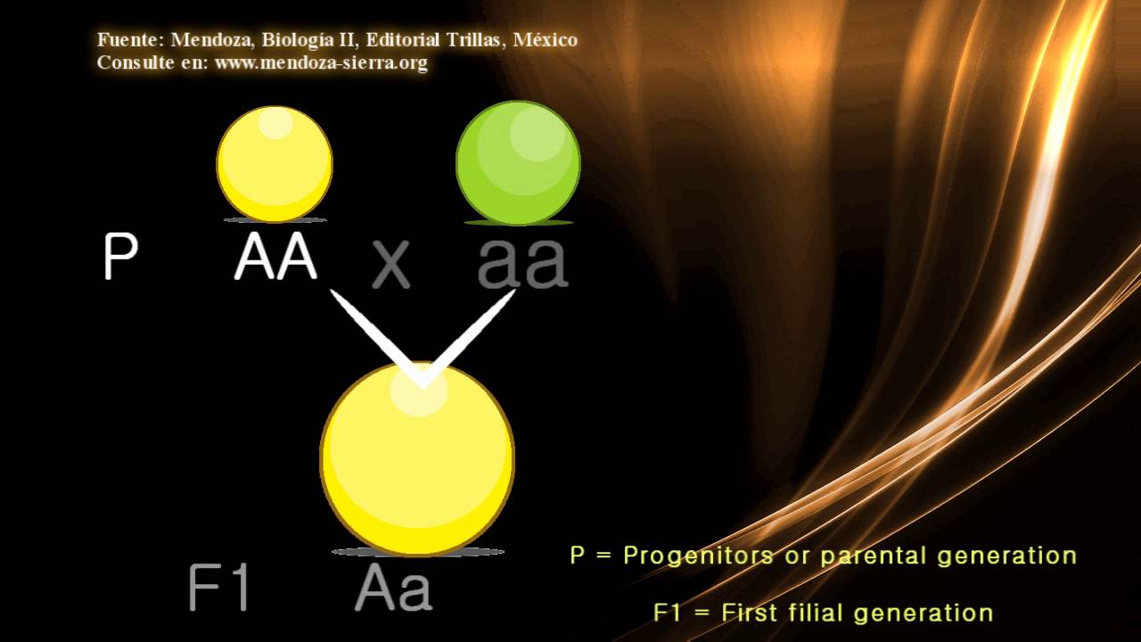 Mendel's First Law: The Essentials - YouTube