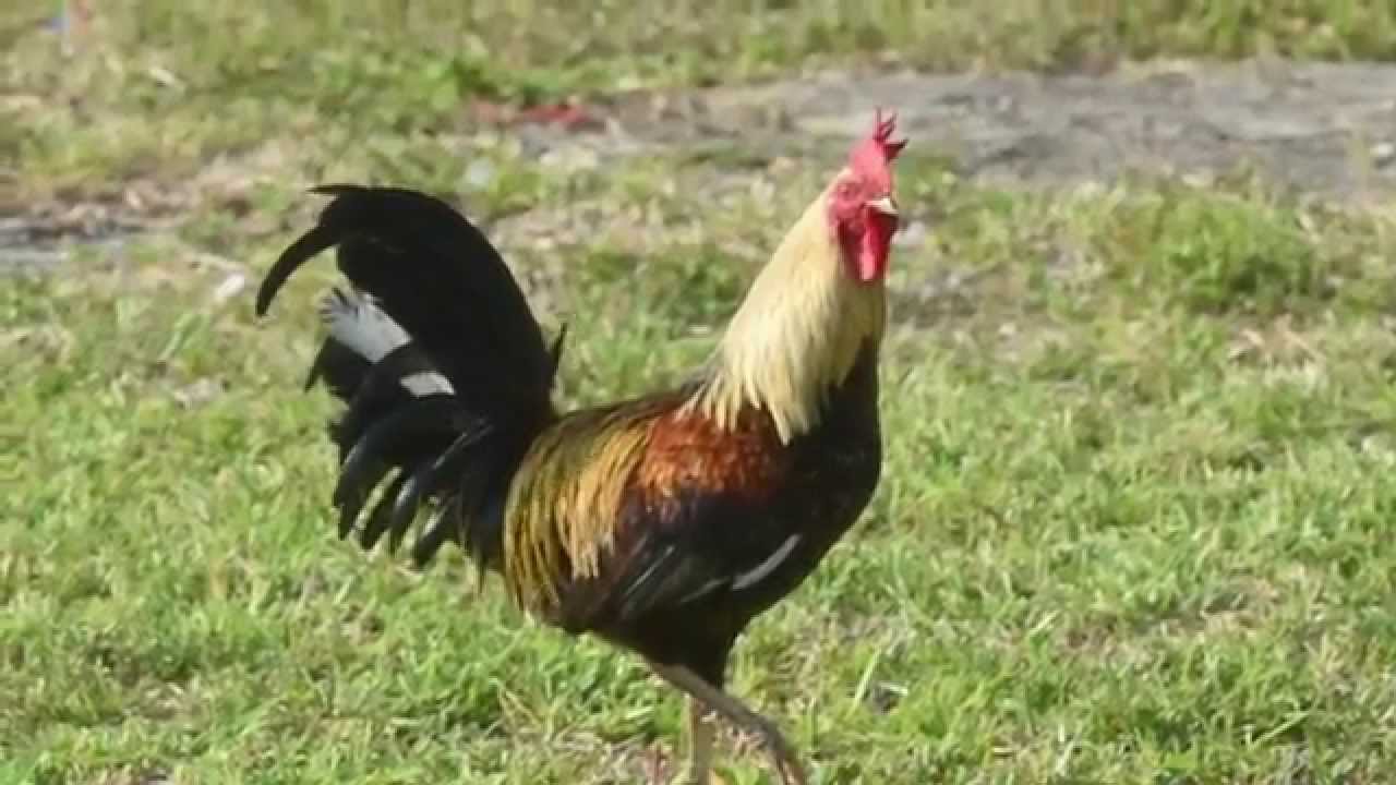 Free-Roaming Urban Chickens Ruffled Feathers in South Florida - YouTube