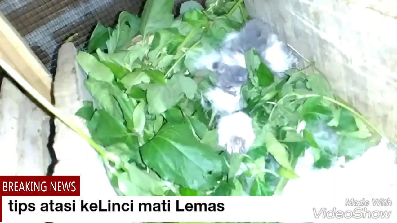 KeLinci Mati Lemas & cara mengatasinya - YouTube