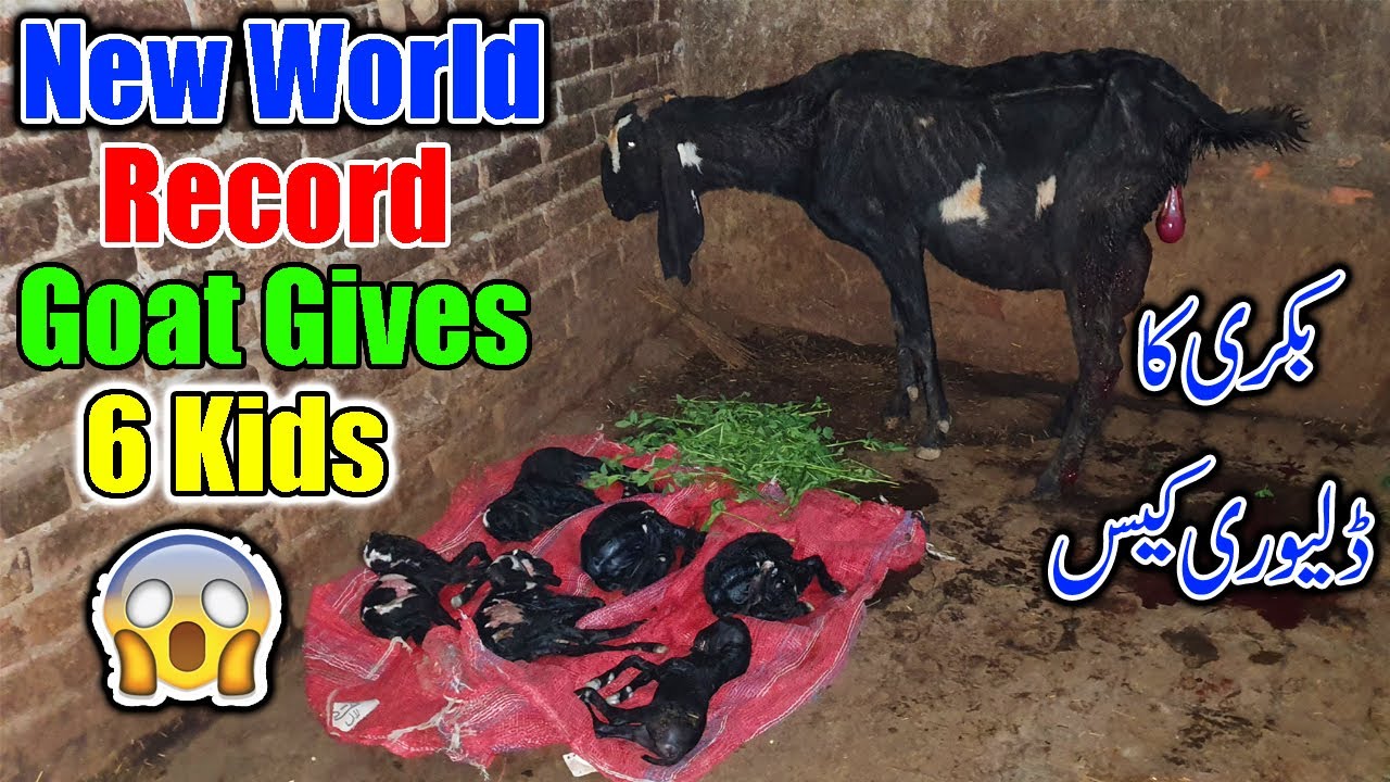 New World Record Goat Gives 6 Kids in Pakistan | Goat Gave Birth To 6 ...