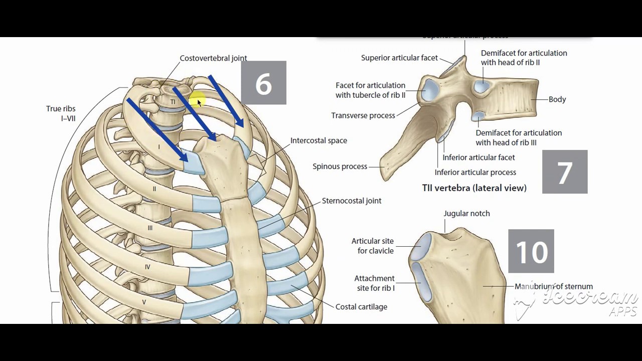 Thoracic cage 5 - YouTube