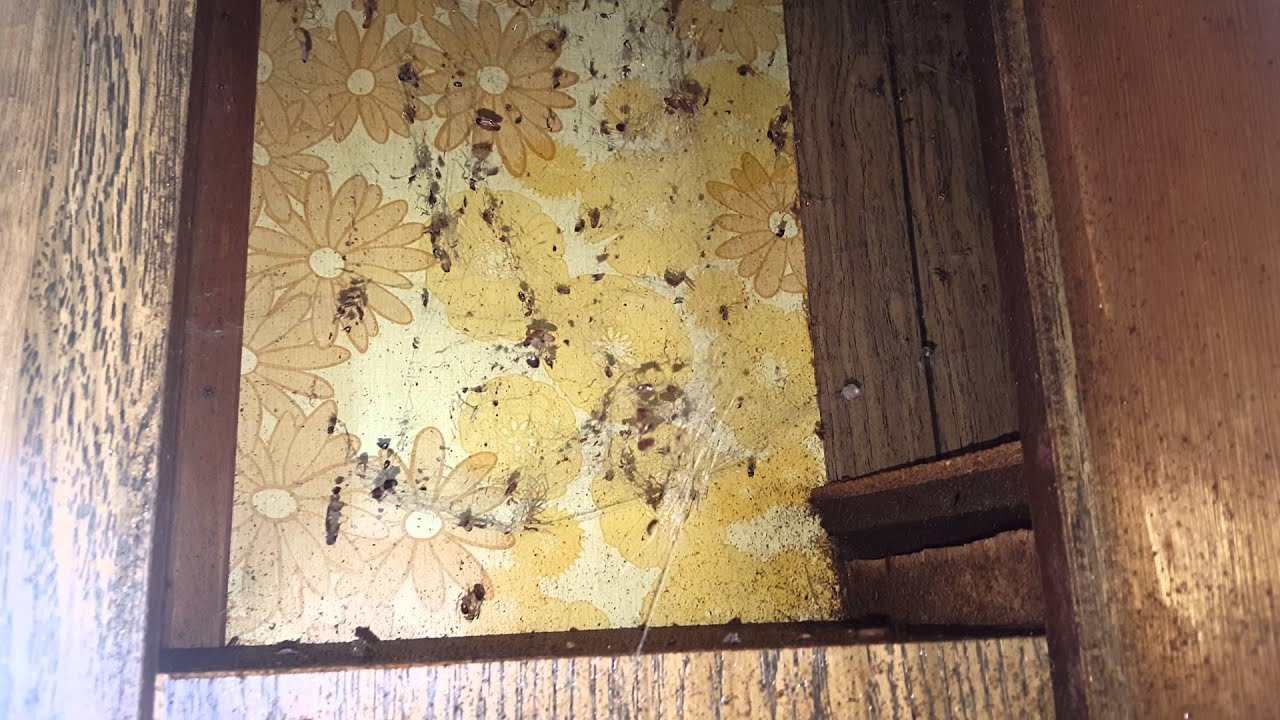 Heavy cockroach infestation years in the making - YouTube