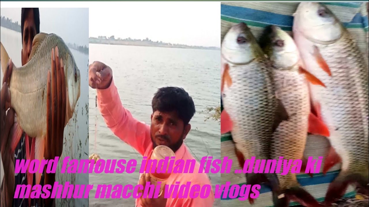 word famouse indian fish ..duniya ki mashhur macchi video vlogs - YouTube