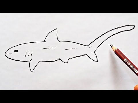 How To Draw A Thresher shark - YouTube