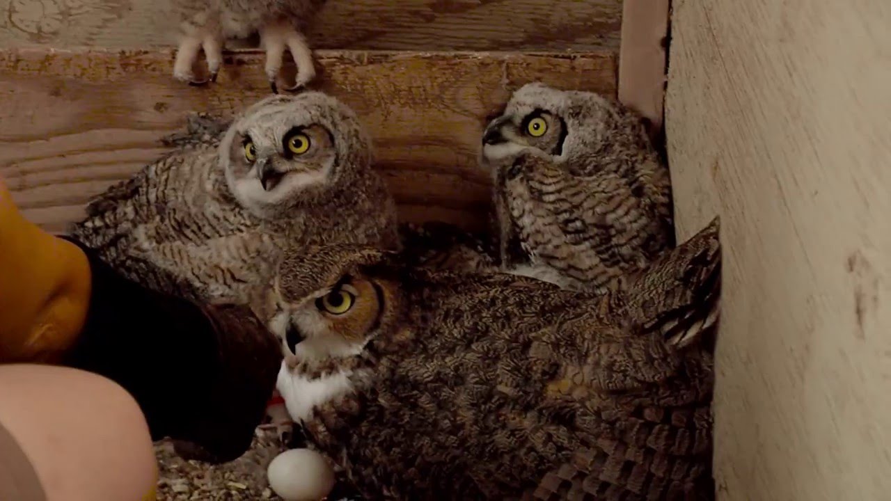 Great Horned Owl Rescue - YouTube