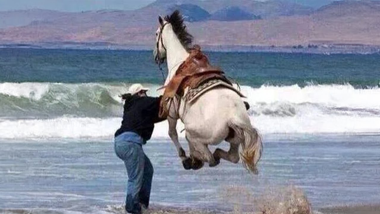 Horses being dramatic & weird for 10 minutes - YouTube
