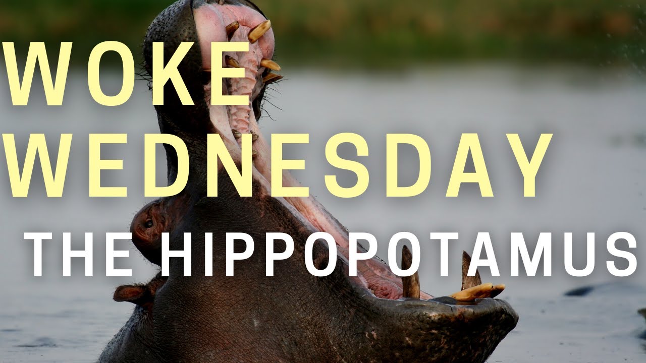 Woke Wednesday - The Hippopotamus 🦛 - YouTube