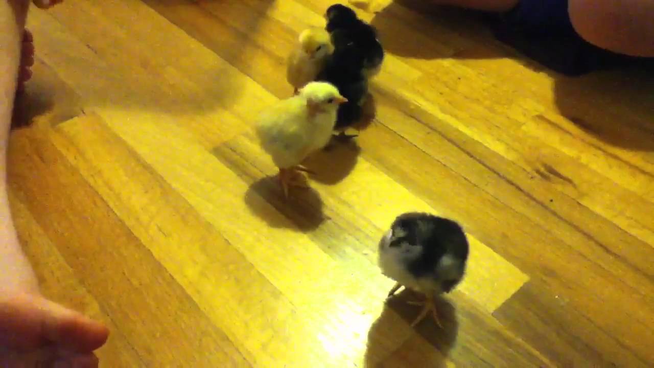 The best chickens for you backyard - YouTube