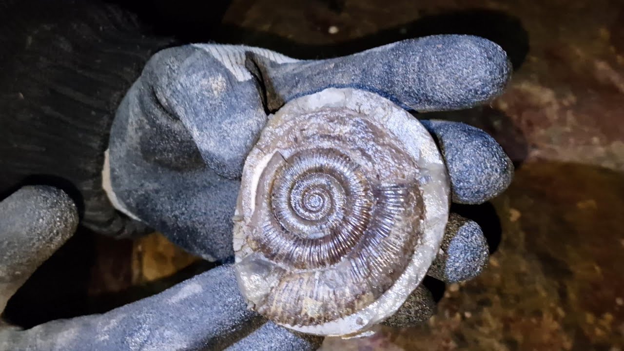 Fossil Hunting in Yorkshire day 2 Sandsend - YouTube