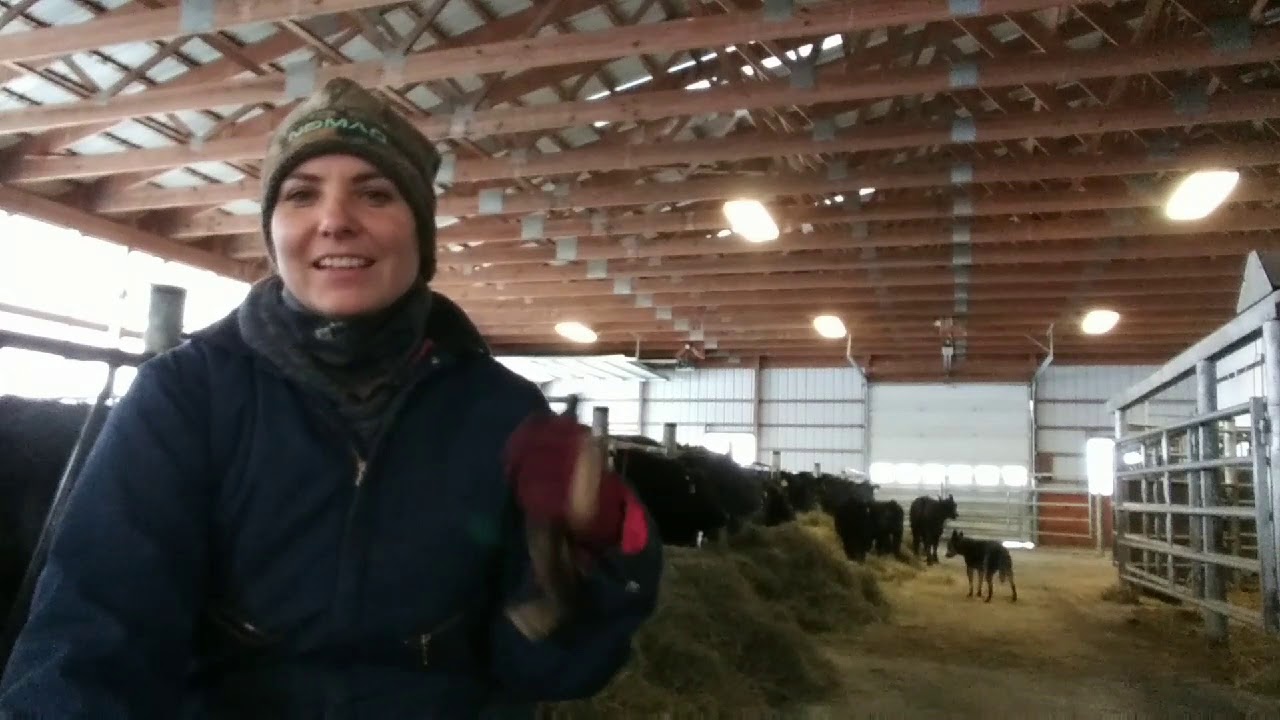 Feeding our beef cattle: What is the difference between baleage and dry ...