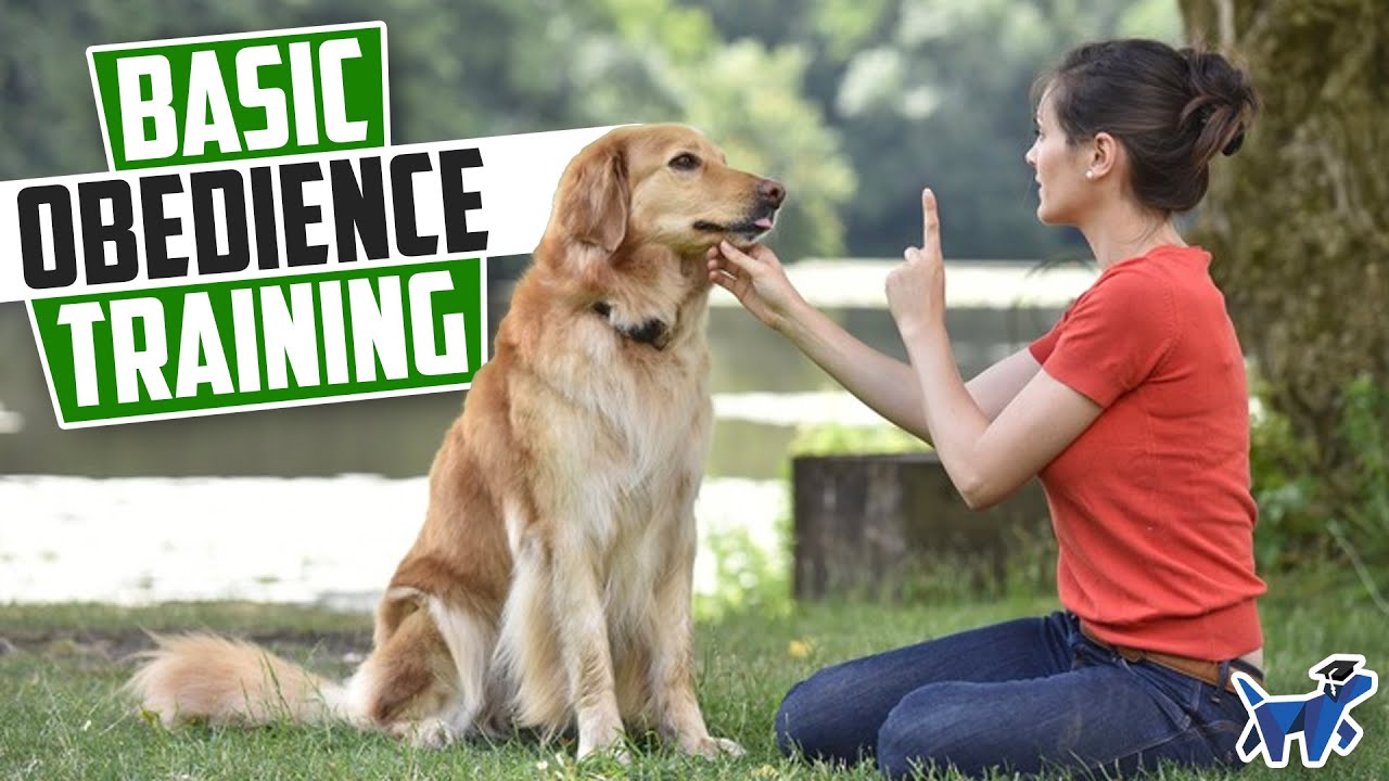 Dog Obedience Training - YouTube