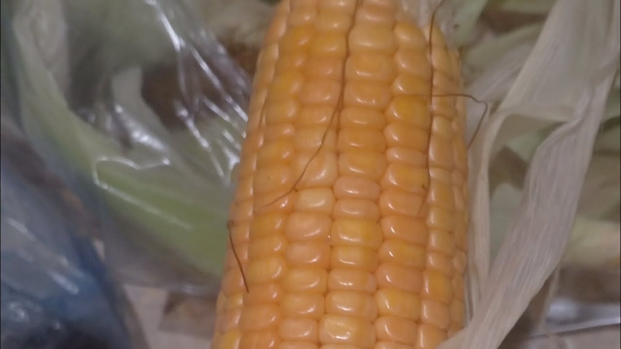 sardio main boil corn enjoy kren |Bohat hi essay tareeke se|🌽🌽🌽🌽😋😋😋😋 ...