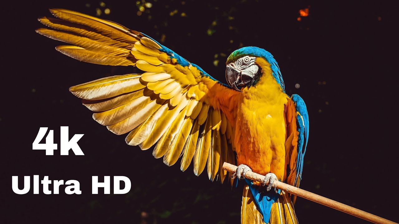 amazing nest of birds | birds nest | birds | beautiful nest of birds ...