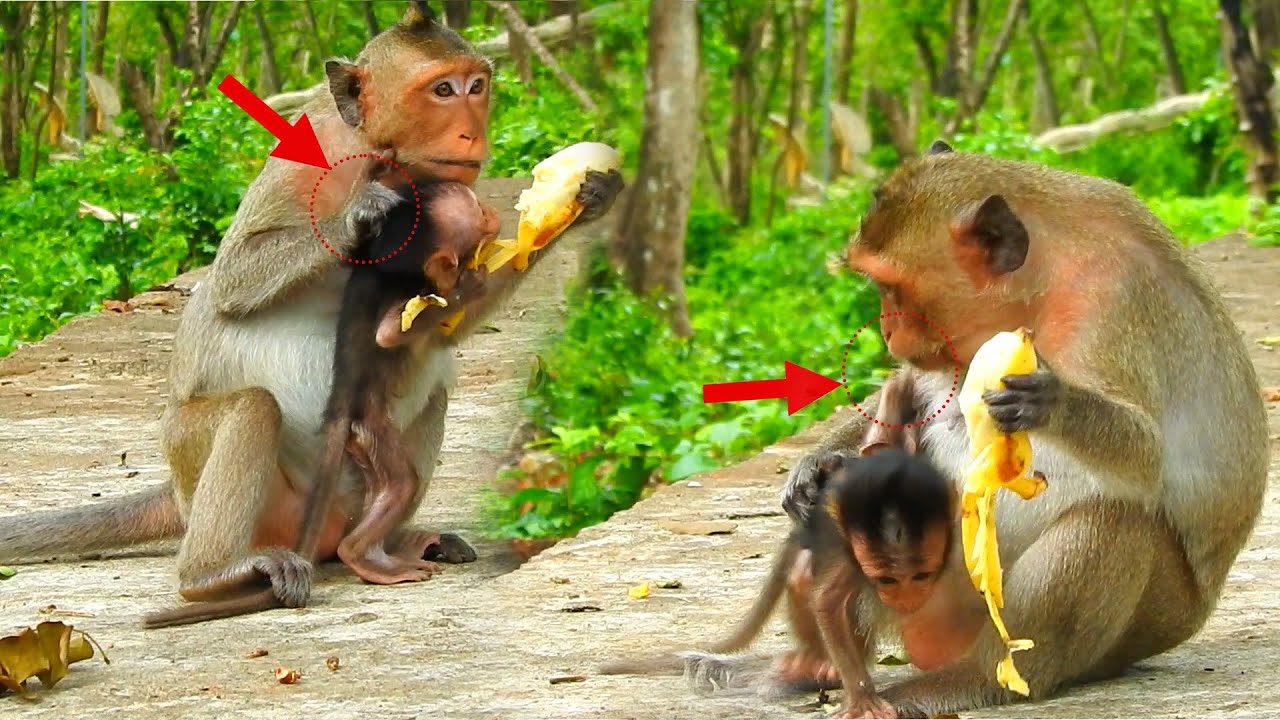 MaMa MISSI a/ng.ry monkey p/ull.s head and hand to b/it.e MISHA who ...