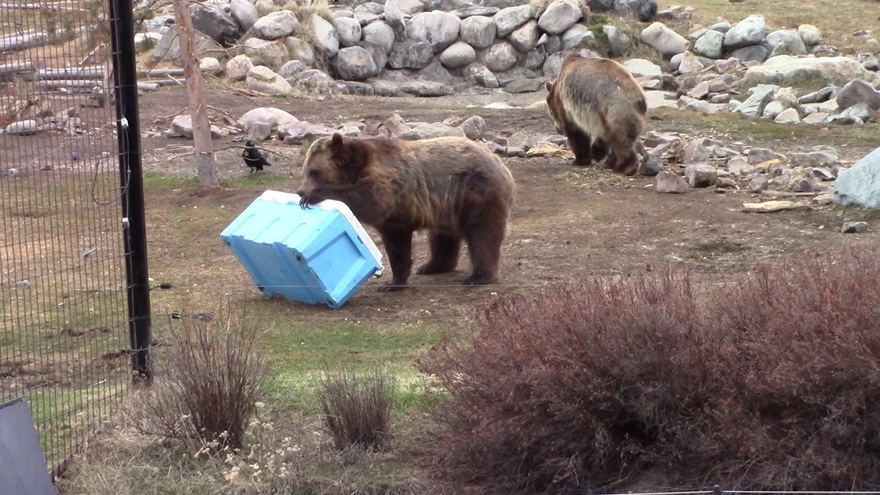 SmaK Plastics Grizzly Bear Proof Certification Video - YouTube