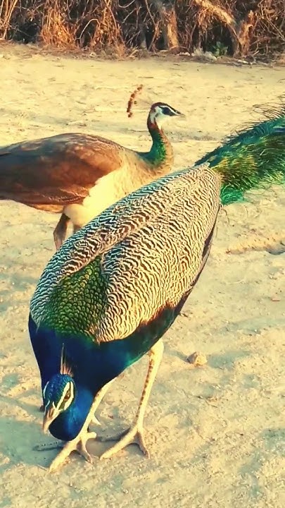 Peacock Vs Peahen ️ Shorts Peacock Youtube