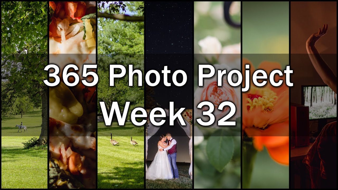 Horses and Late Summer Beauty 🐴🏵 Week 32 - 365 Photo Project - YouTube
