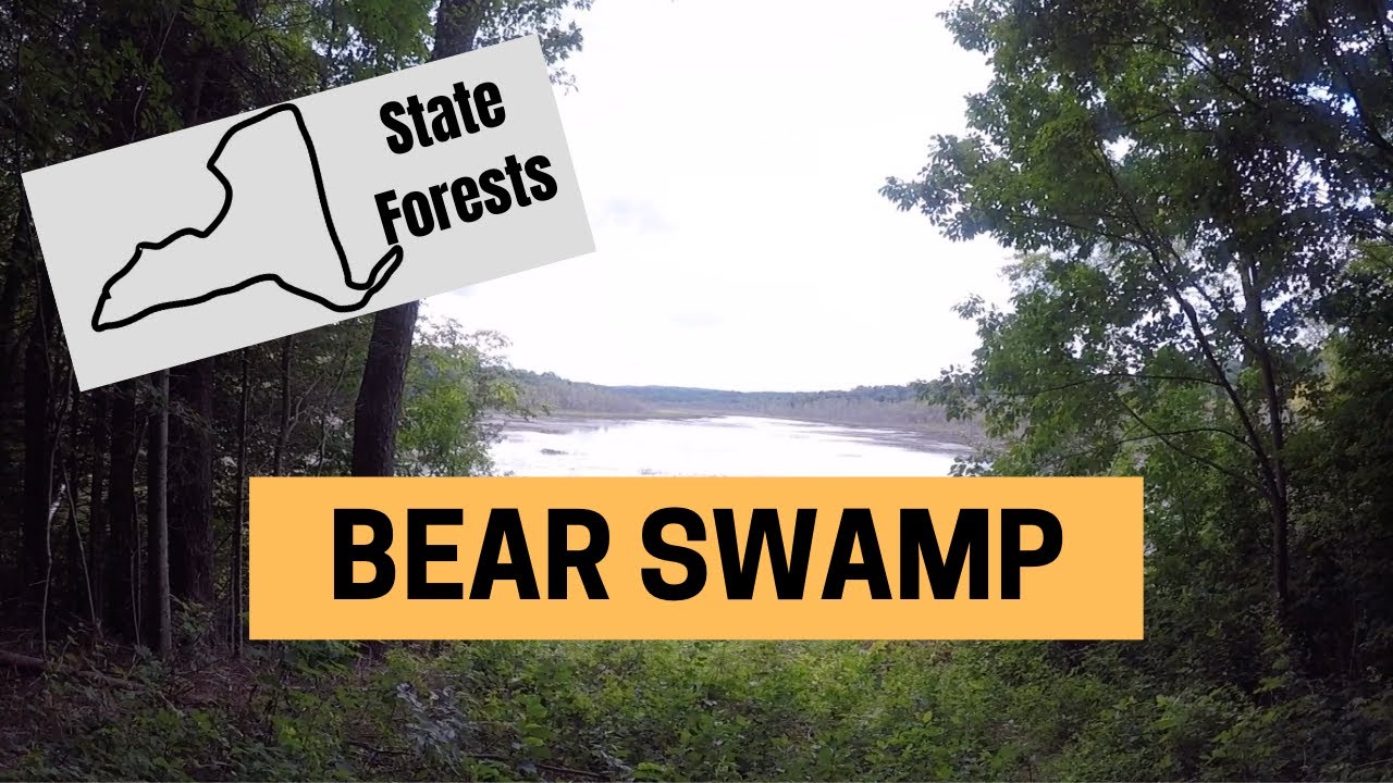 Hiking the Bear Swamp State Forest Trail System - YouTube