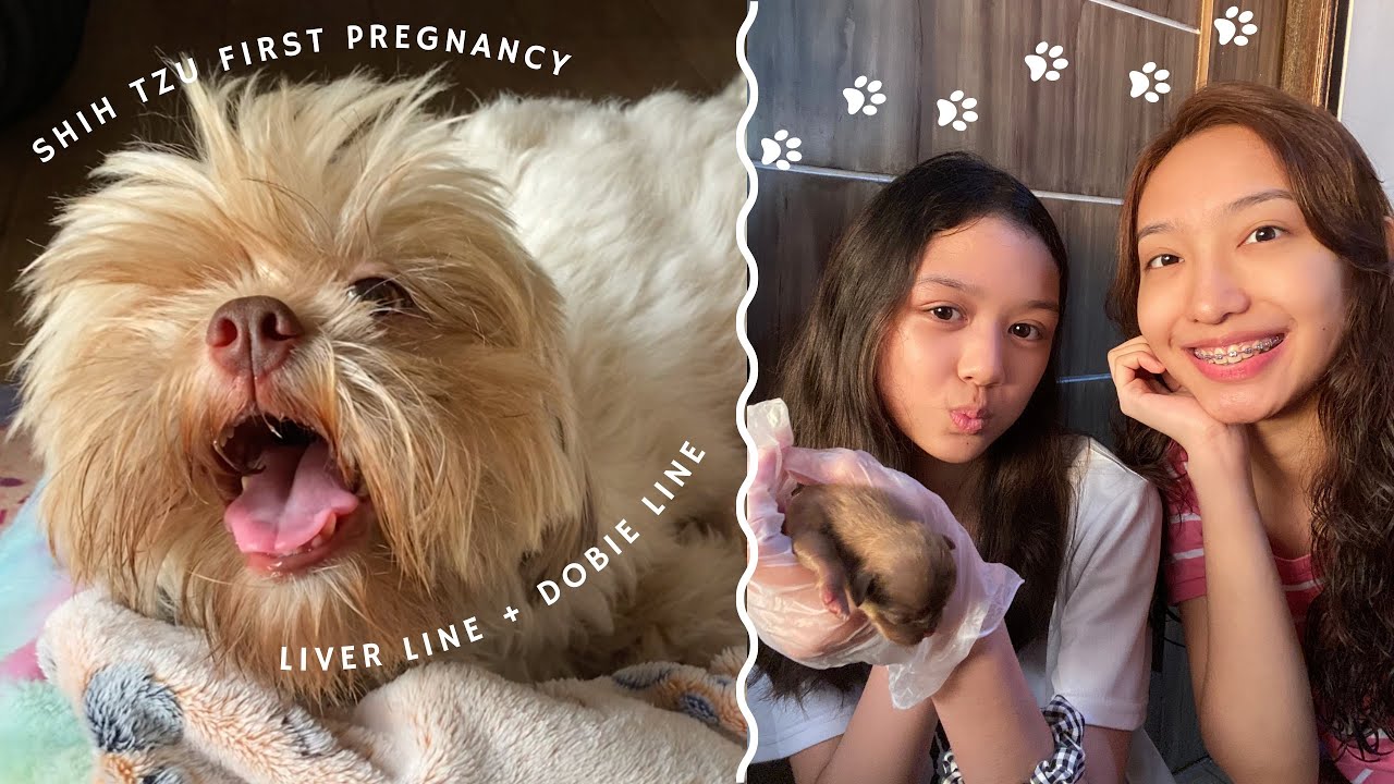 shih tzu giving birth for the first time ~ liver line + dobie line ...
