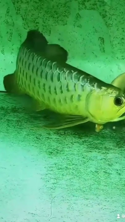 Keluar Nanti Jadi Arowana Apa Lah Ya Agak2 Nya 😊😊😊 Youtube