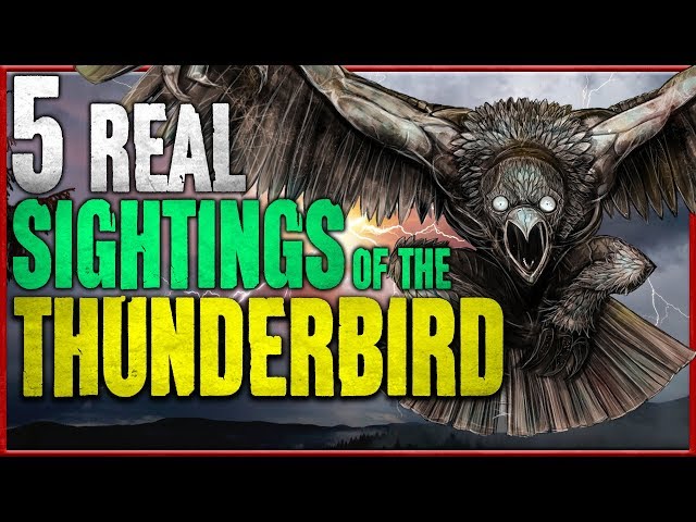 Thunderbird Sighting Tyler's Cryptids: Thunderbird – The Stampede