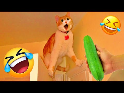 You Laugh You Lose😜Funniest Dogs and Cats 2025✨