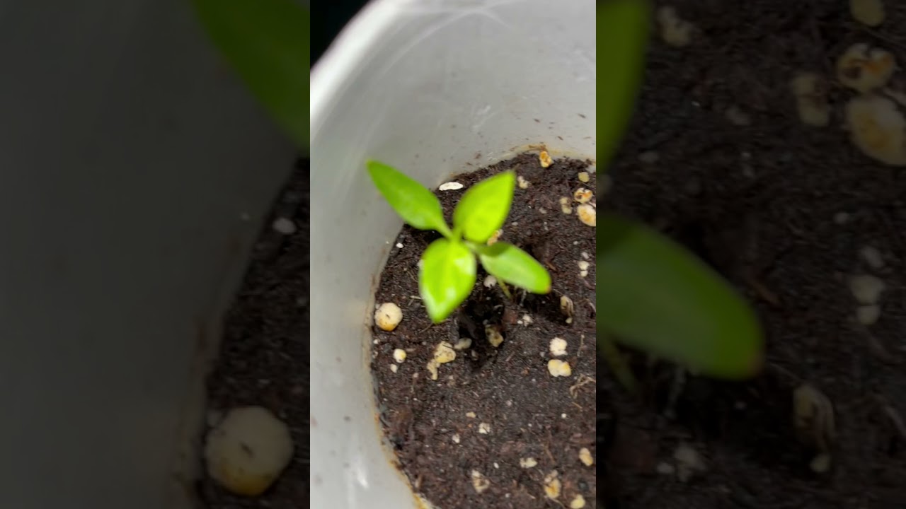 Baby cherry tree in my home 1 - YouTube