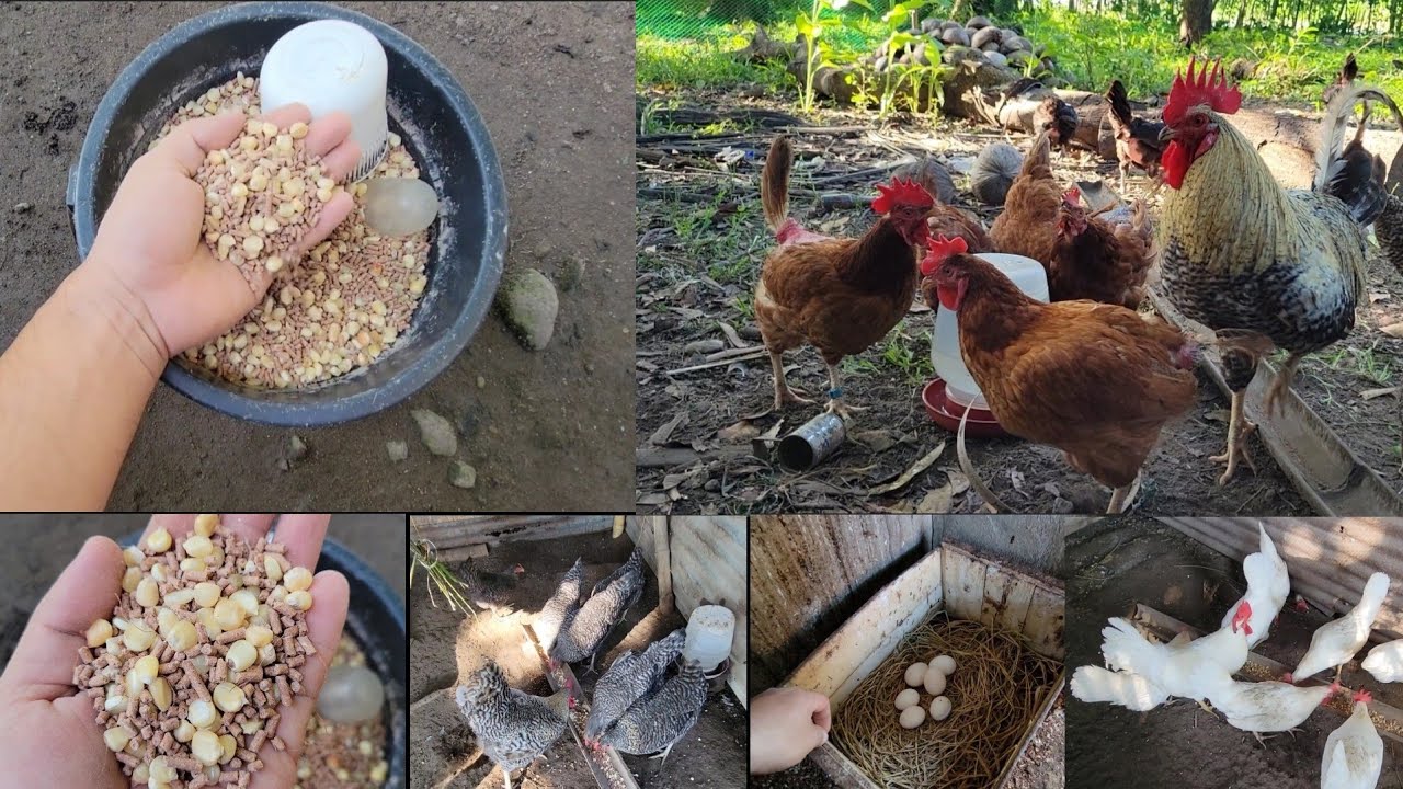 Magandang patuka sa manok paitlogint - YouTube