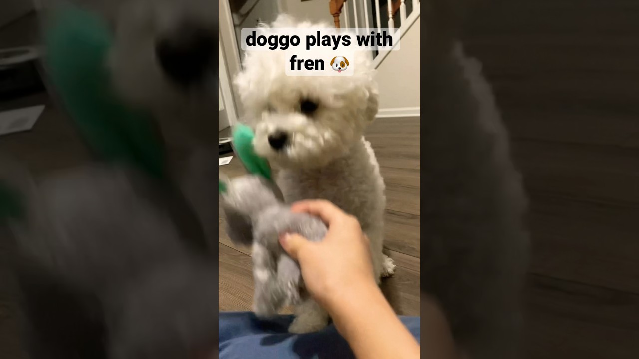 cute doggo plays with fren - YouTube
